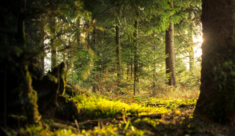 What Is A Famous Forest In Melbourne, Australia? - Photo Mic On A Blog